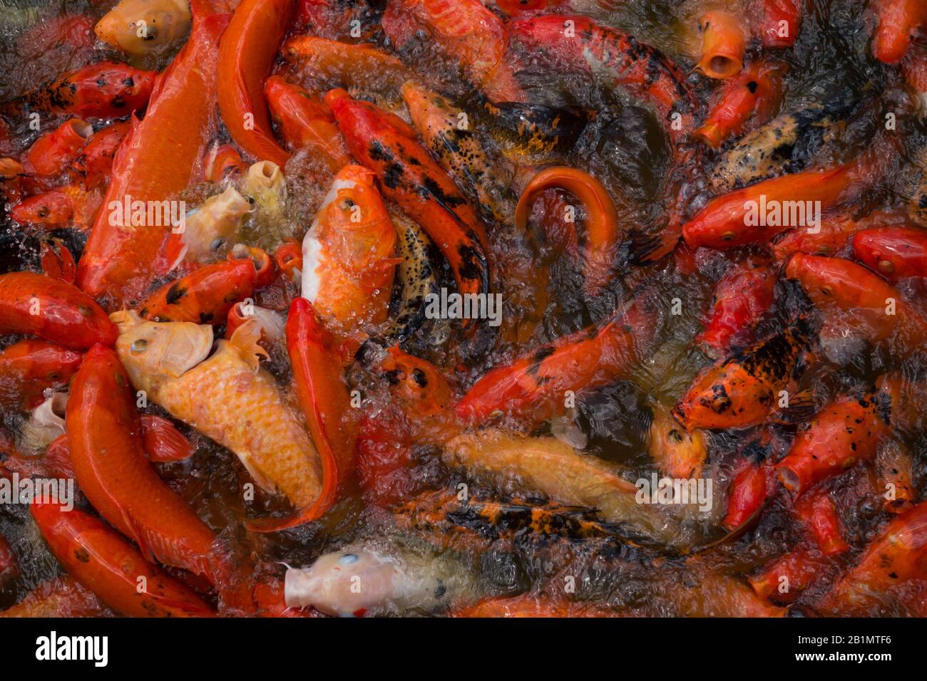 Pool full of koi carp fighting for food jumping out of the water ...