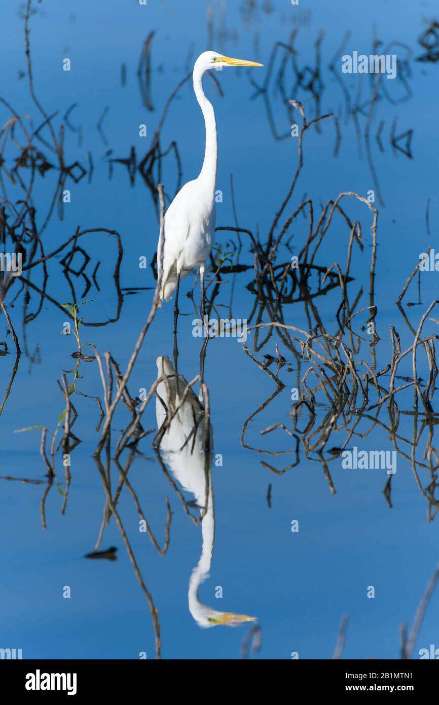 Wading non-breeding, Great egret with its reflection searching for prey ...