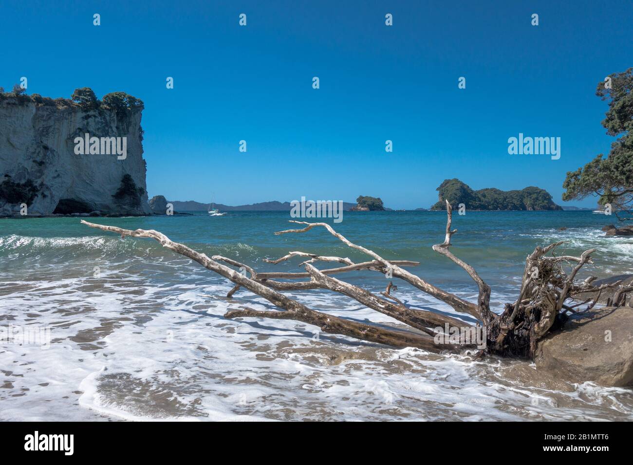Stingray Bay in New Zealand with tree in foreground and waves clashing ...