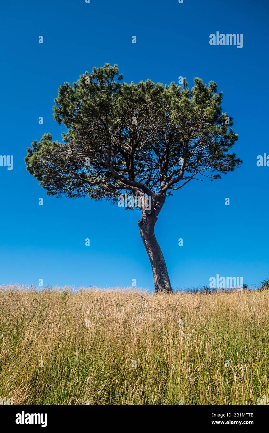 New zealand conifer tree hi-res stock photography and images - Alamy