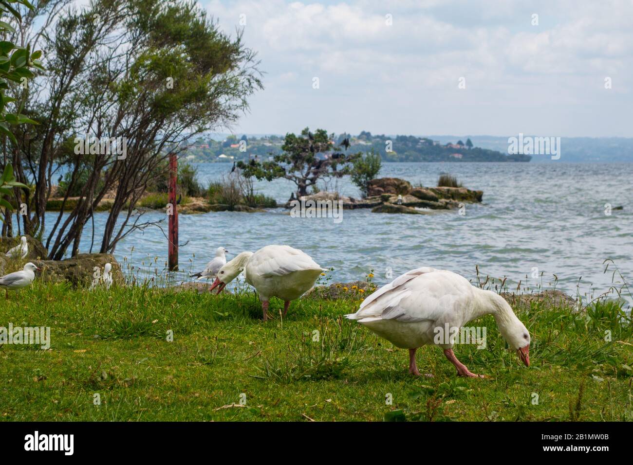 Hatupatu hi-res stock photography and images - Alamy