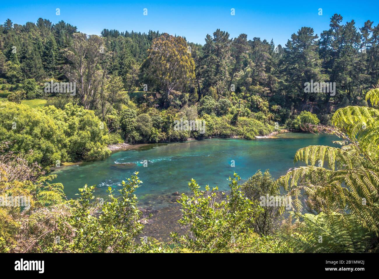 Forest around Waikato River near Huka Falls, New Zealand in summer ...