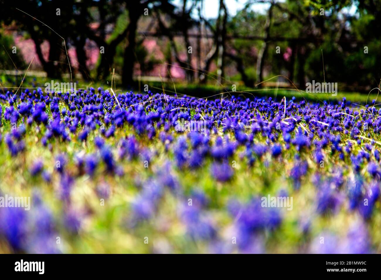 Numerous blue spring flowers on the green lawn. Spring background Stock ...