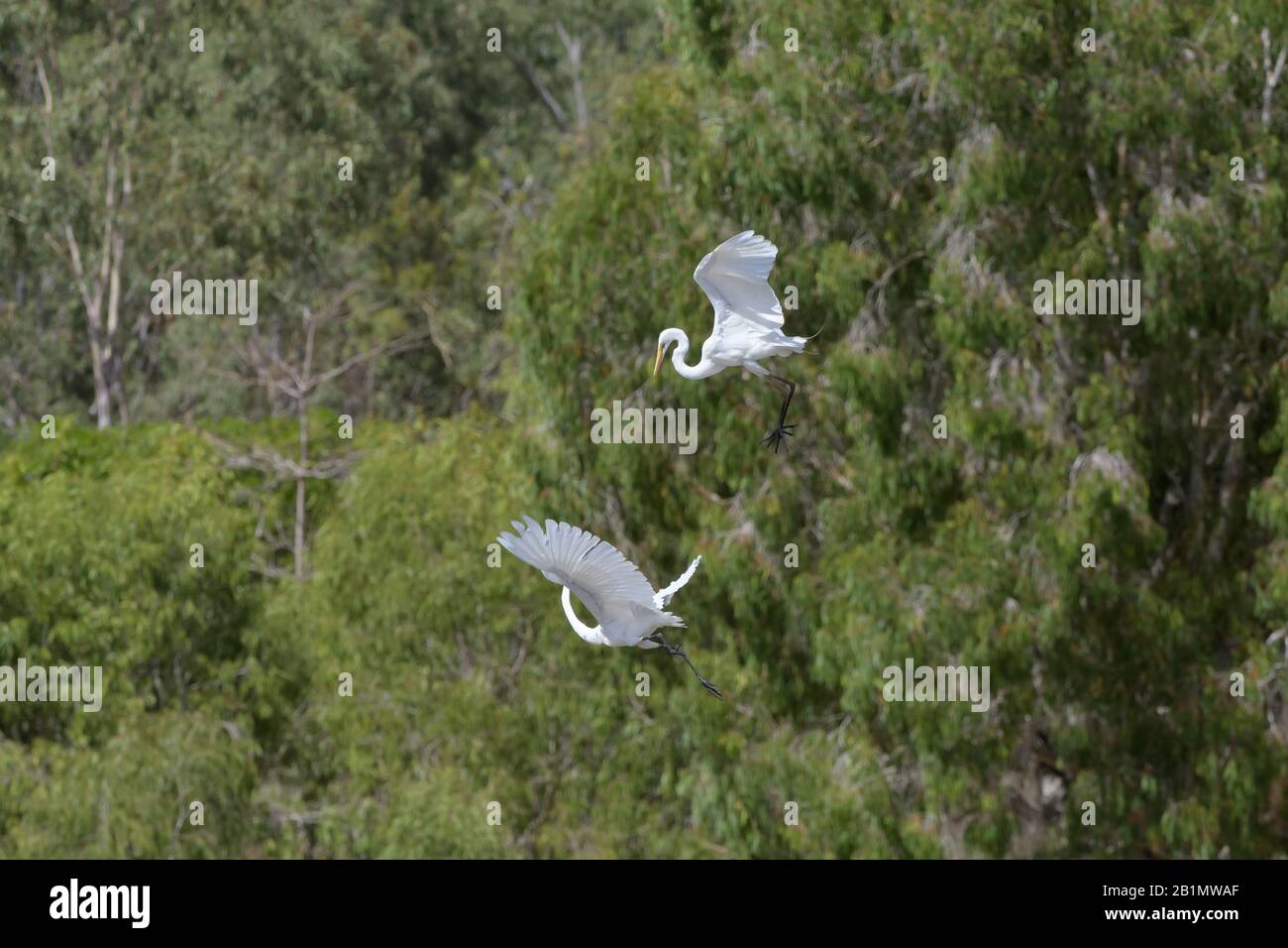 Two Great egrets in a jousting display over dominance and feeding ...