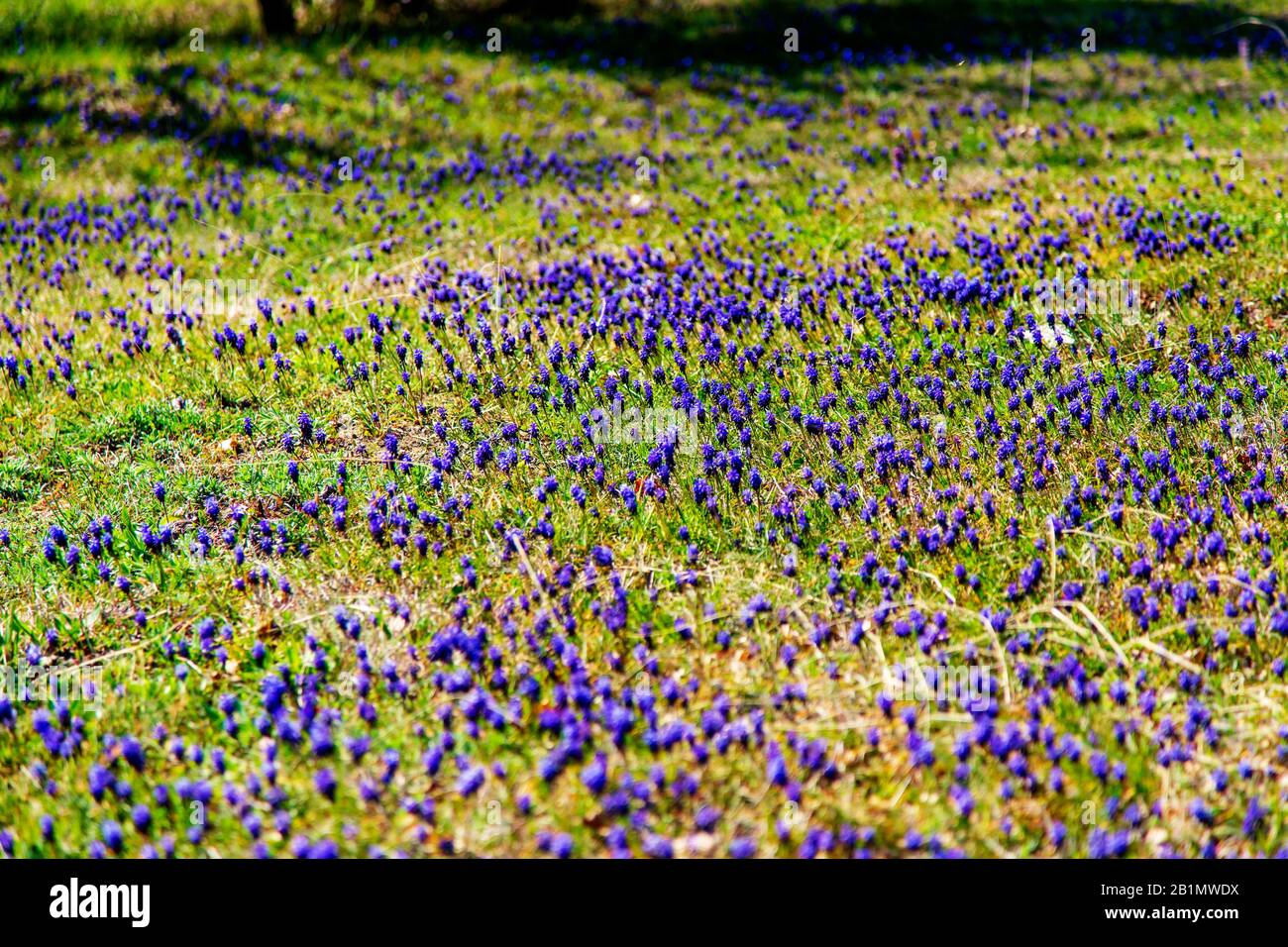 Numerous blue spring flowers on the green lawn. Spring background Stock ...
