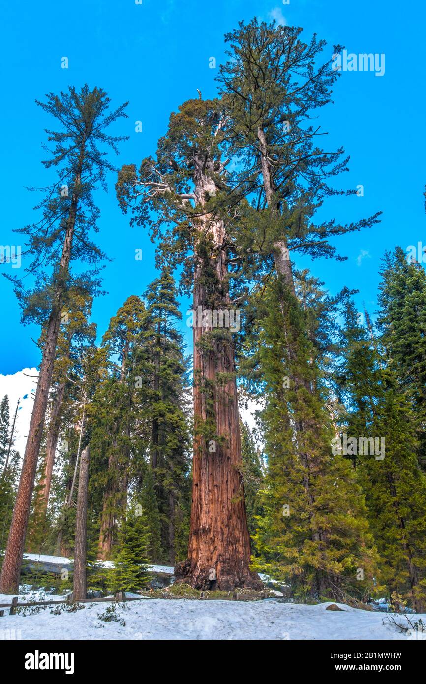 Giant sequoia tree at Grant Grove next to hiking trail. Royalty free ...
