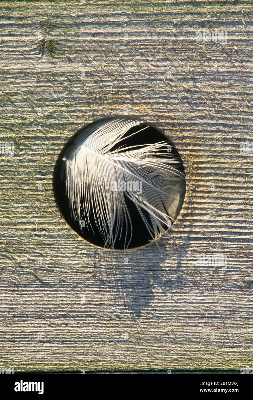 Tree swallow nest box with feather Stock Photo - Alamy