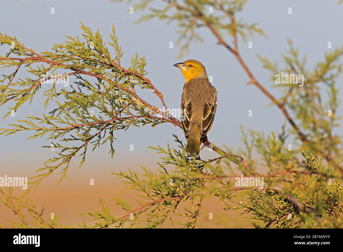 Female weaver hi-res stock photography and images - Alamy