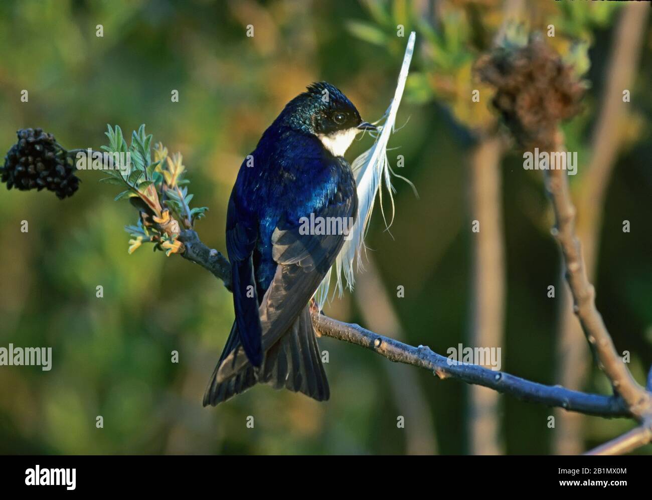 Tree swallow with feather to line nest Stock Photo - Alamy