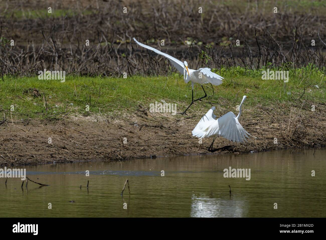 Two Great egrets in a jousting display over dominance and feeding ...