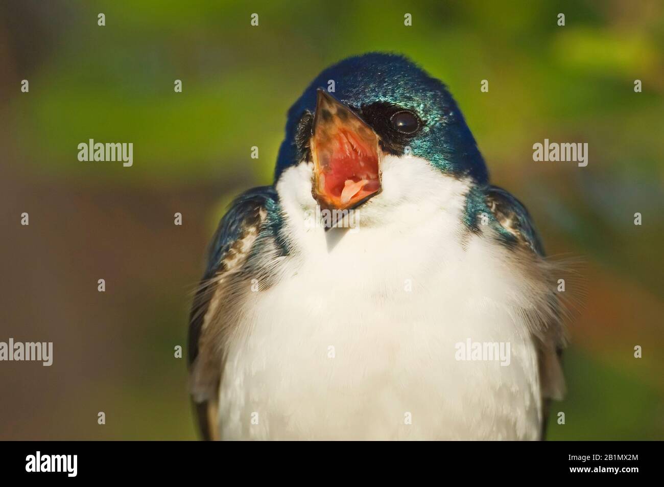 Tree swallow up close Stock Photo - Alamy