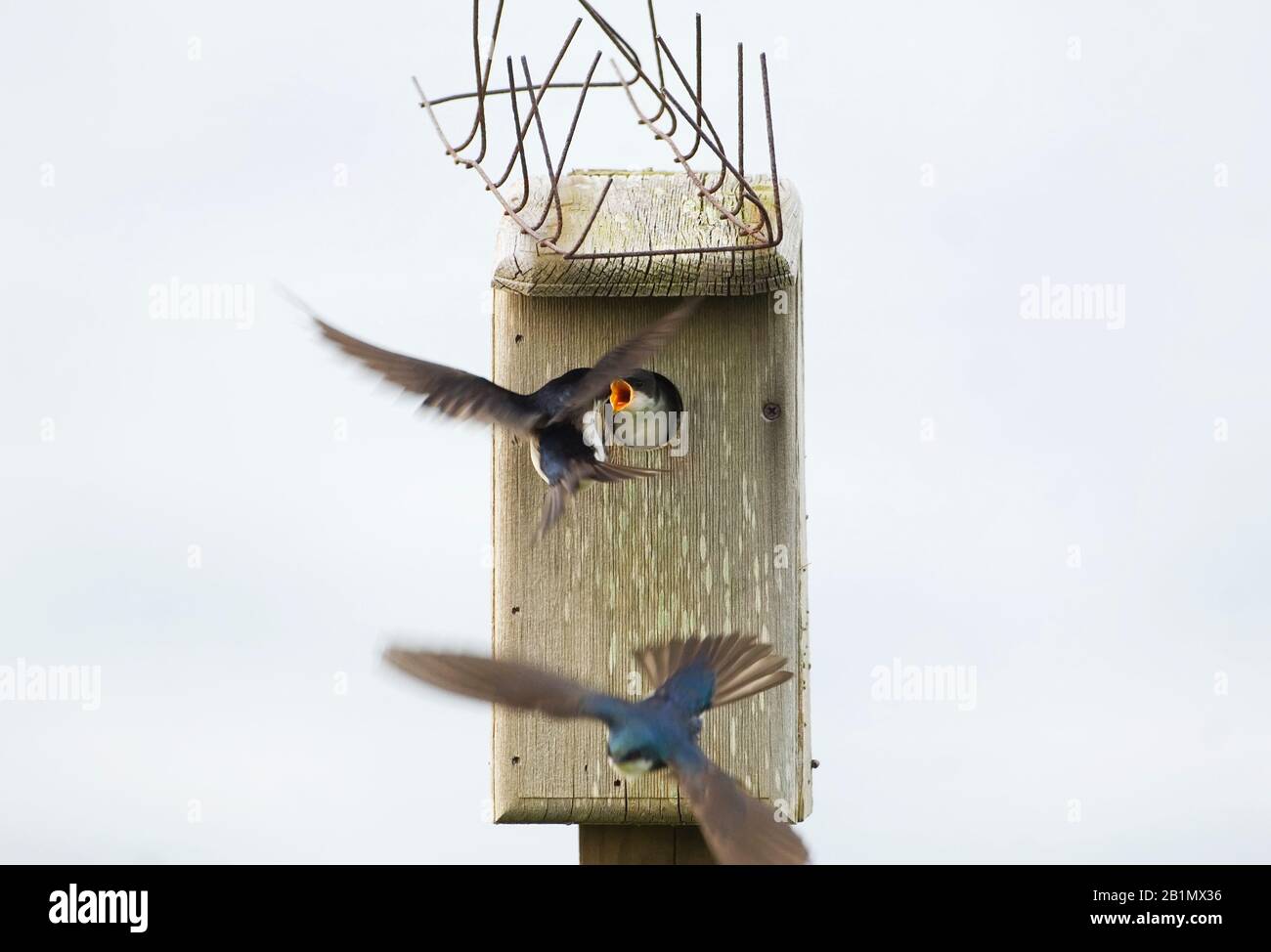 Tree swallow nest box feeding behavior Stock Photo - Alamy