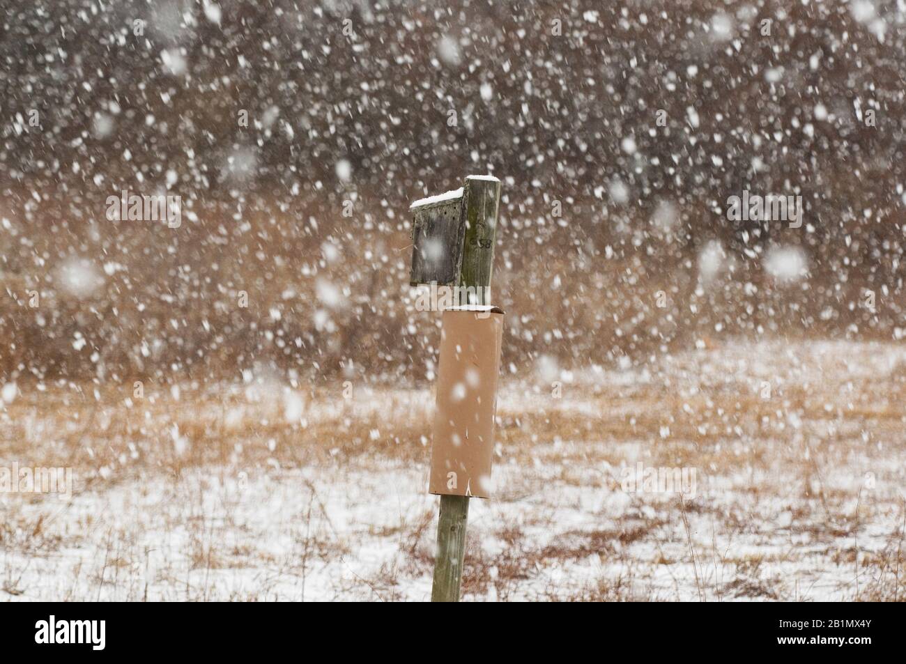 Tree swallow box in winter snow flurry Stock Photo - Alamy