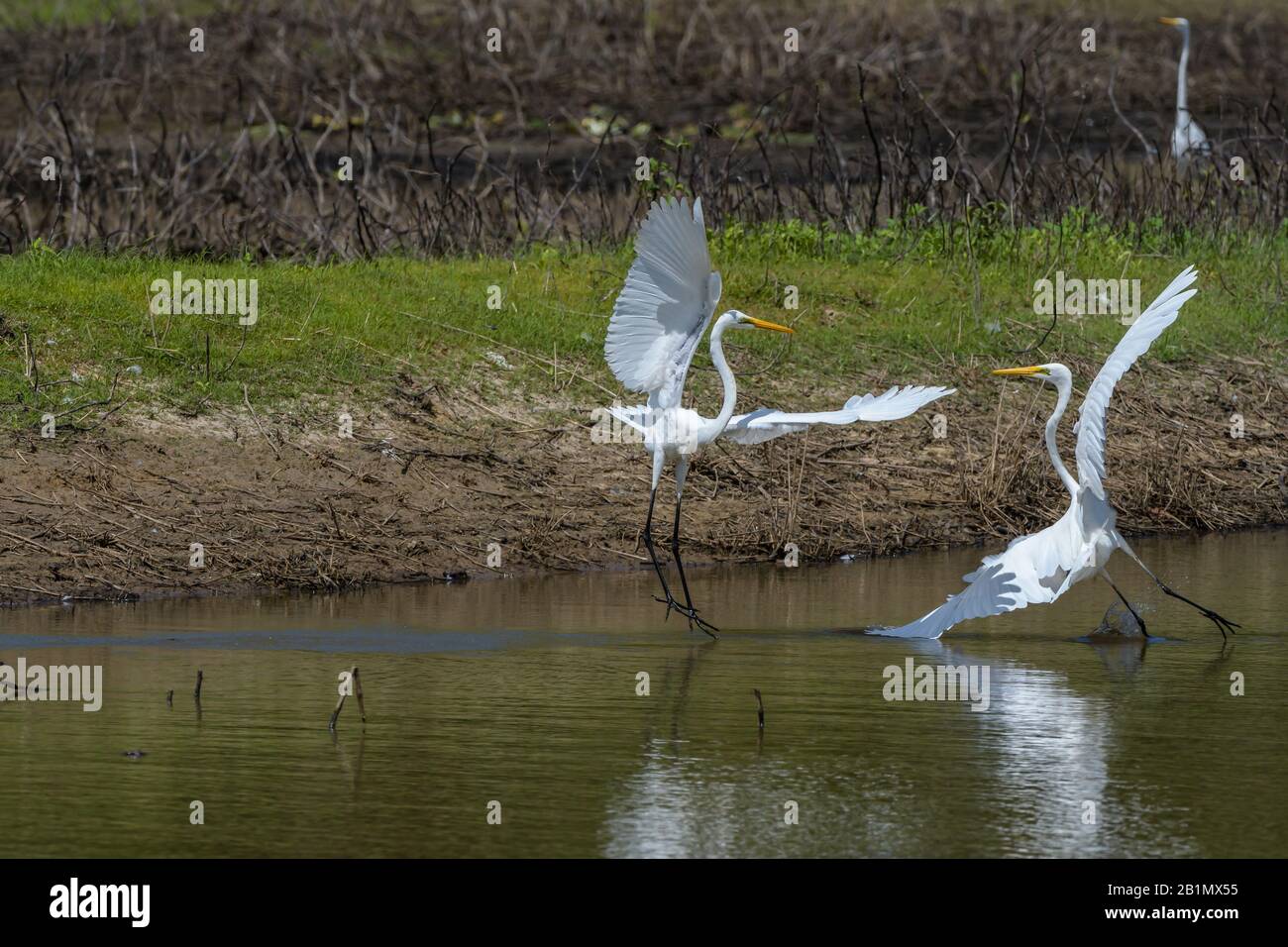 Townsville birdlife hi-res stock photography and images - Alamy