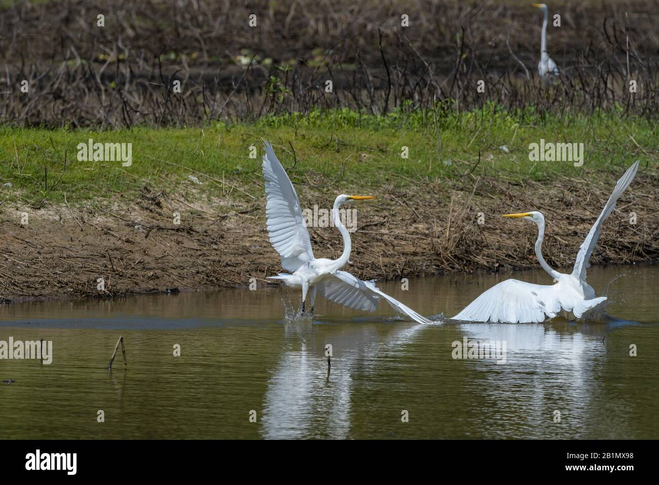 Two Great egrets in a jousting display over dominance and feeding ...