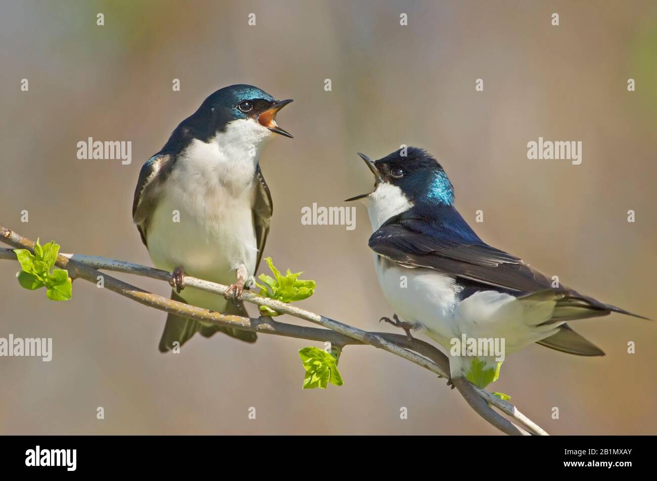 Tree swallow interaction Stock Photo - Alamy