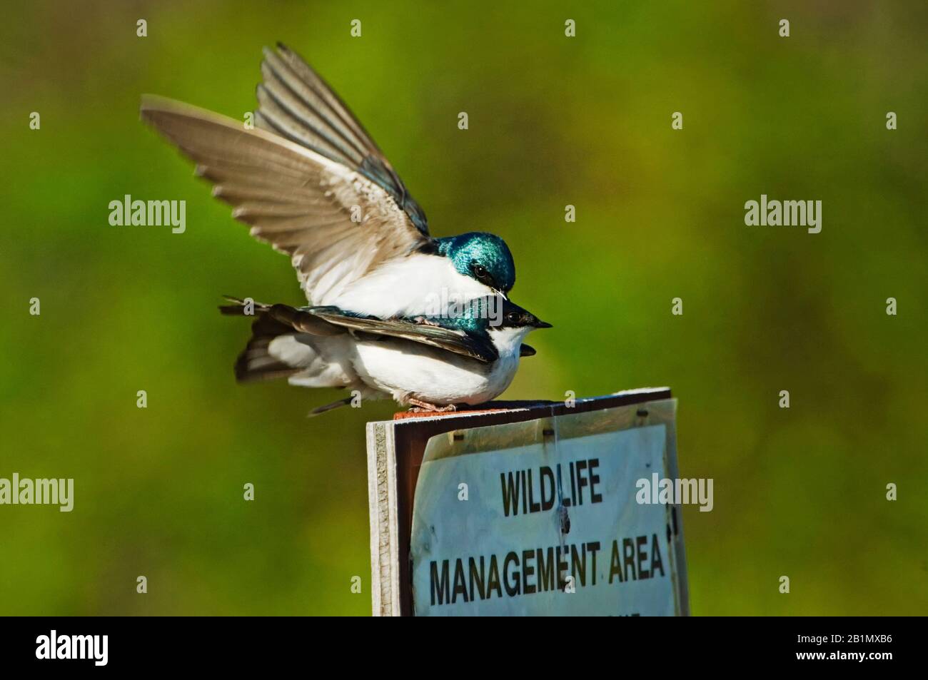 Tree swallows mating Stock Photo - Alamy