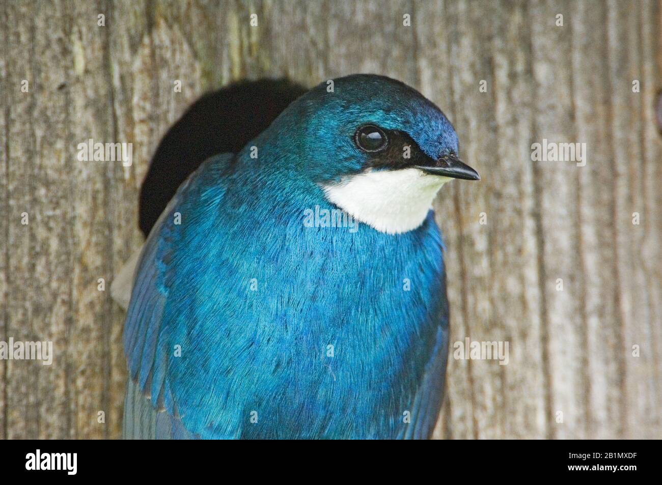 Tree swallow up close Stock Photo - Alamy
