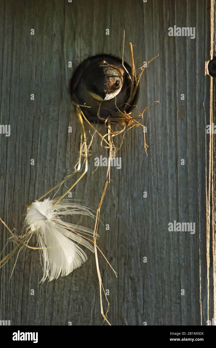 Tree swallow at nest box with nesting materials Stock Photo - Alamy