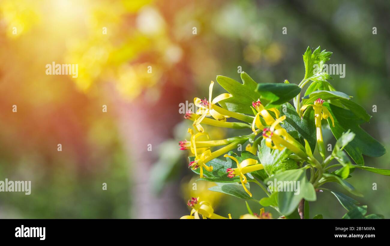 Blackcurrant bush in flower hi-res stock photography and images - Alamy