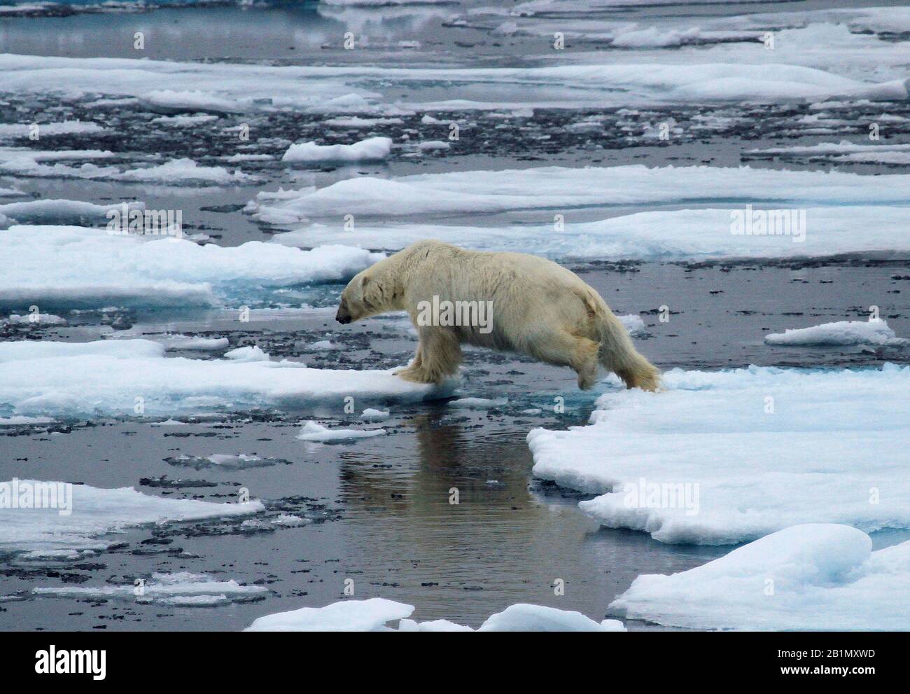 Polar bear on ice Stock Photo - Alamy