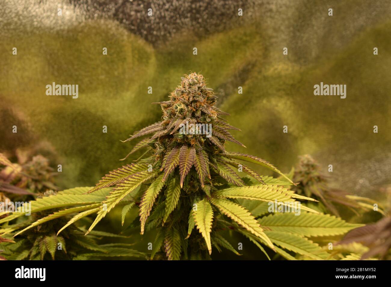 Sour weed hi-res stock photography and images - Alamy