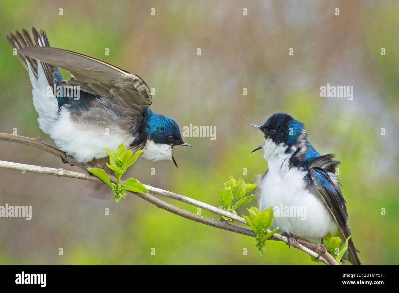 Tree swallow interaction Stock Photo - Alamy