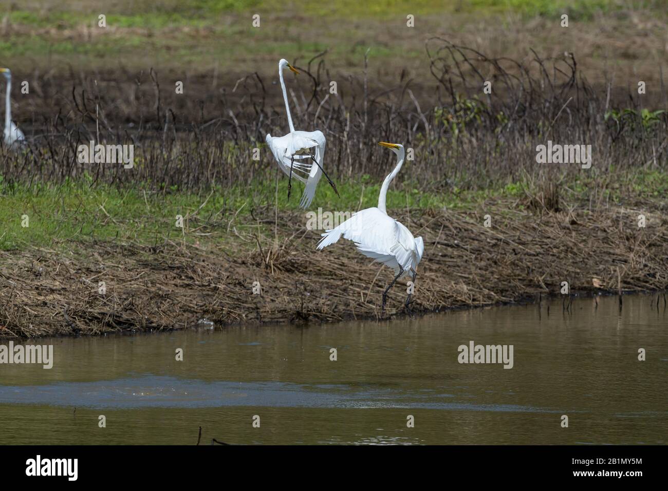Two Great egrets in a jousting display over dominance and feeding ...