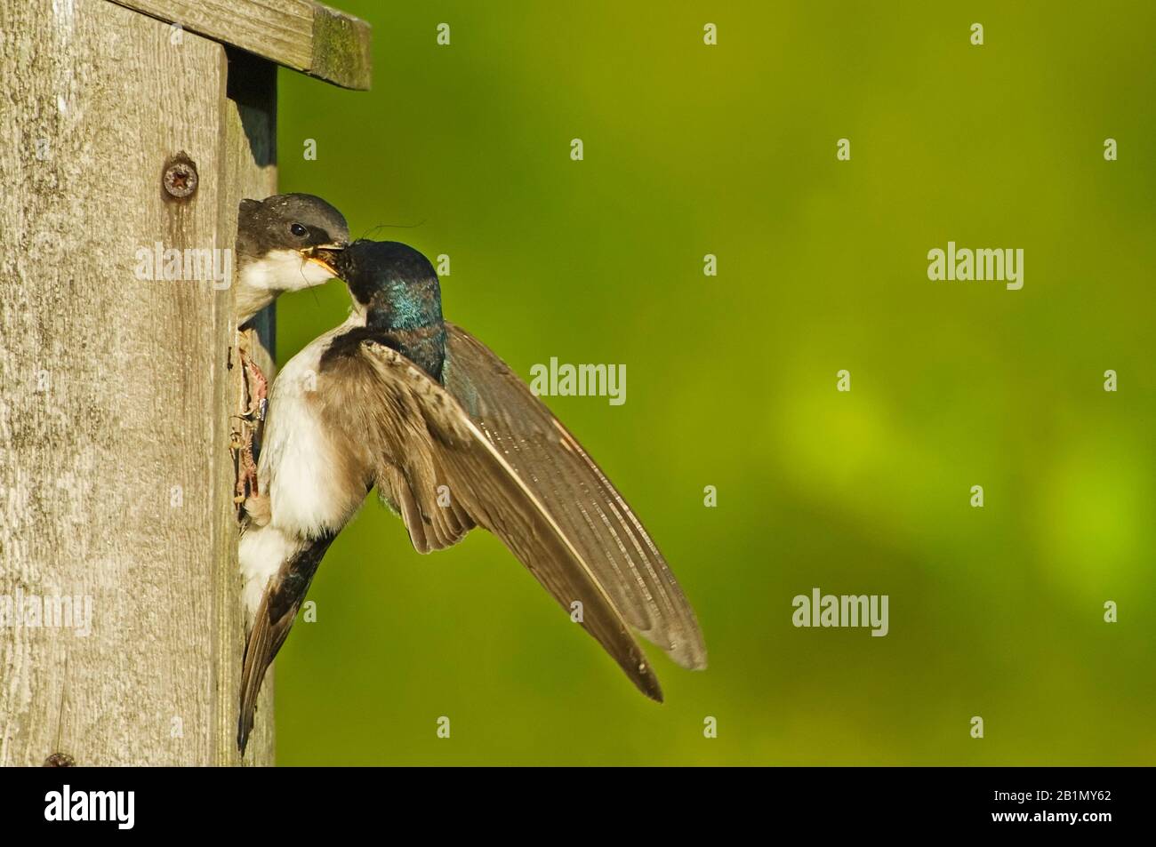 Tree swallow feeding nestling at tree swallow box Stock Photo - Alamy