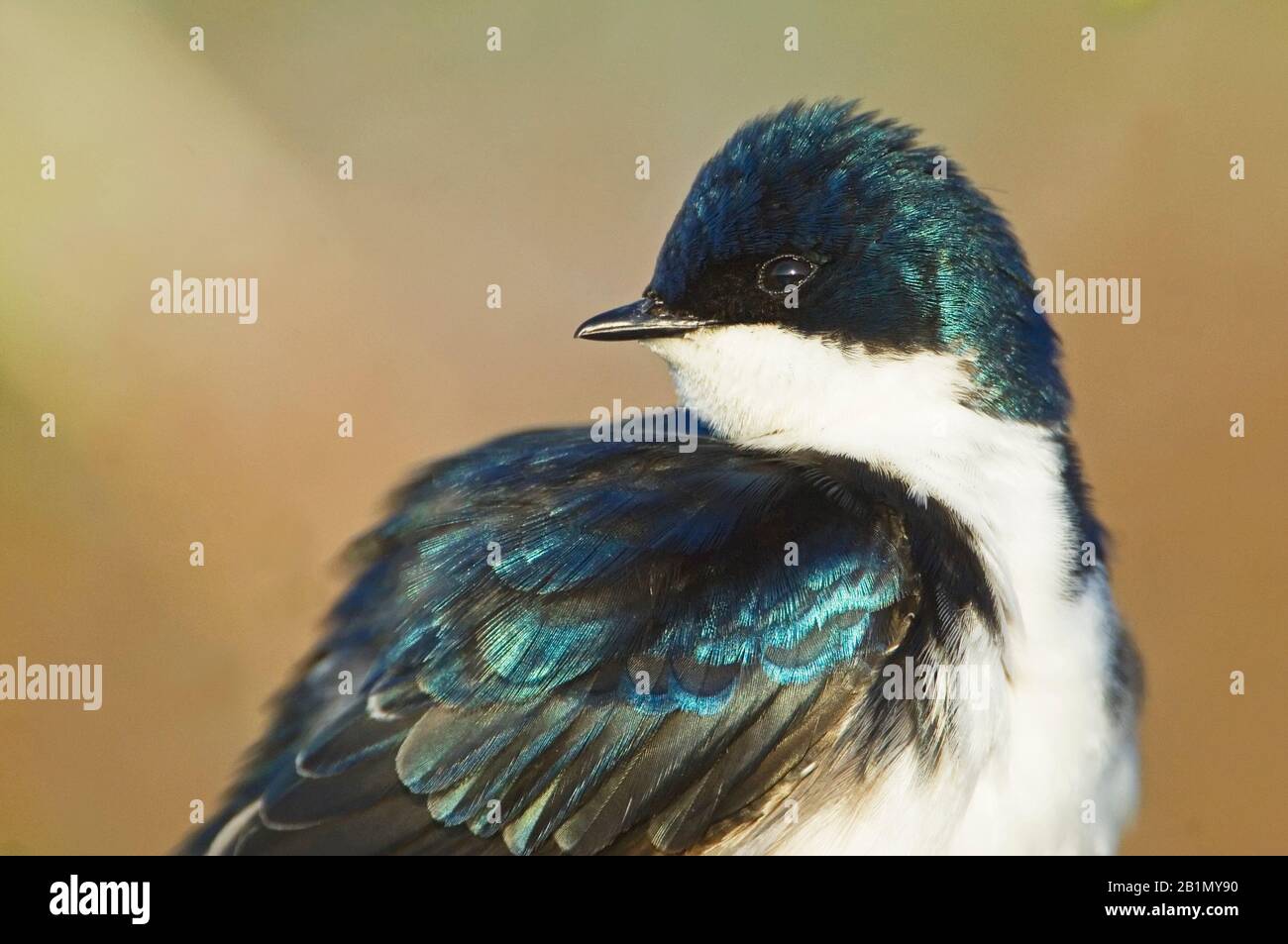 Tree swallow up close Stock Photo - Alamy