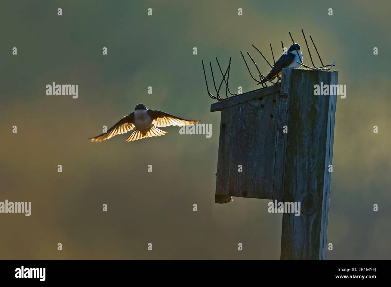 Back-lit image of tree swallow pair at their nesting box Stock Photo ...