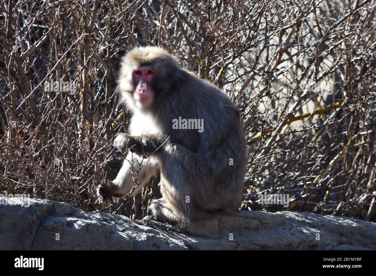 Monkey breaking hi-res stock photography and images - Alamy