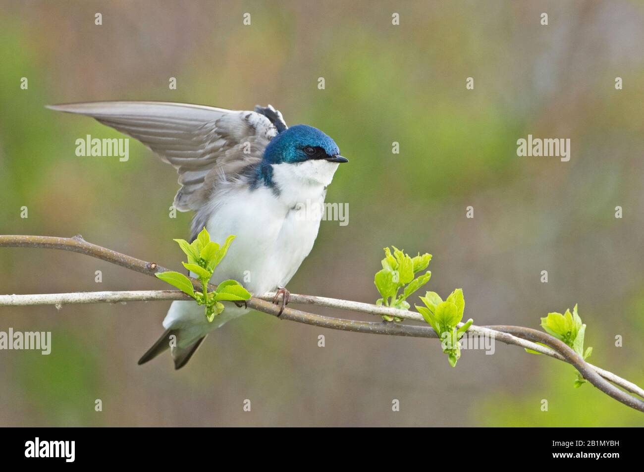 Tree swallow wing stretch Stock Photo - Alamy