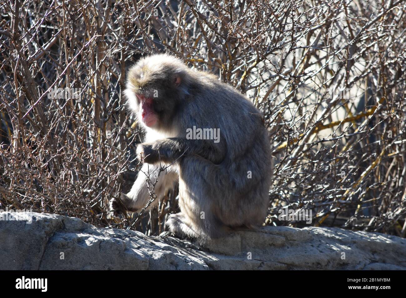 Monkey breaking hi-res stock photography and images - Alamy