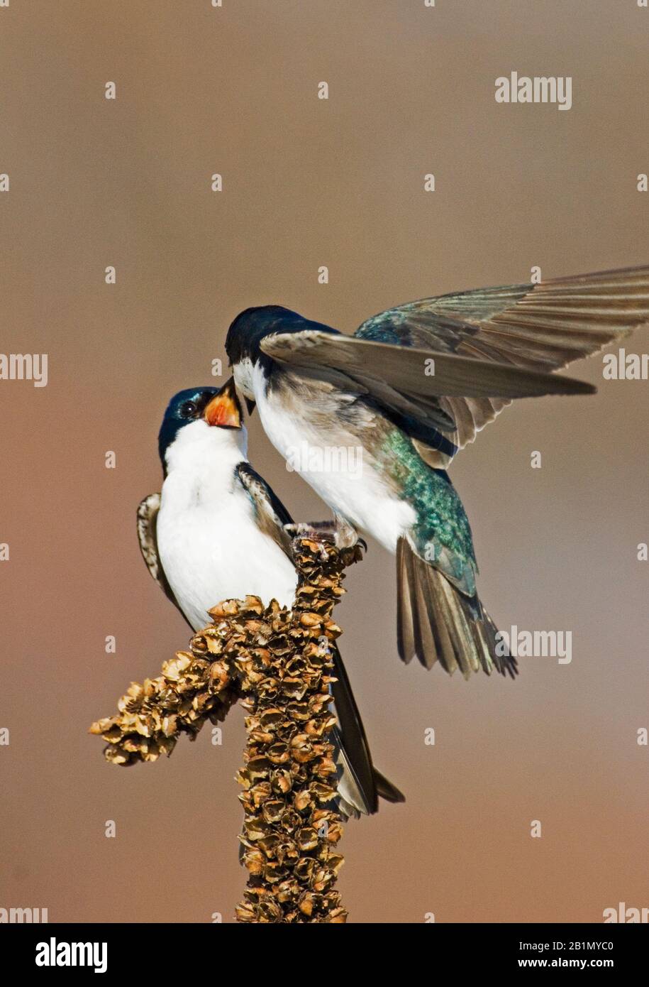 Tree swallow interaction Stock Photo - Alamy