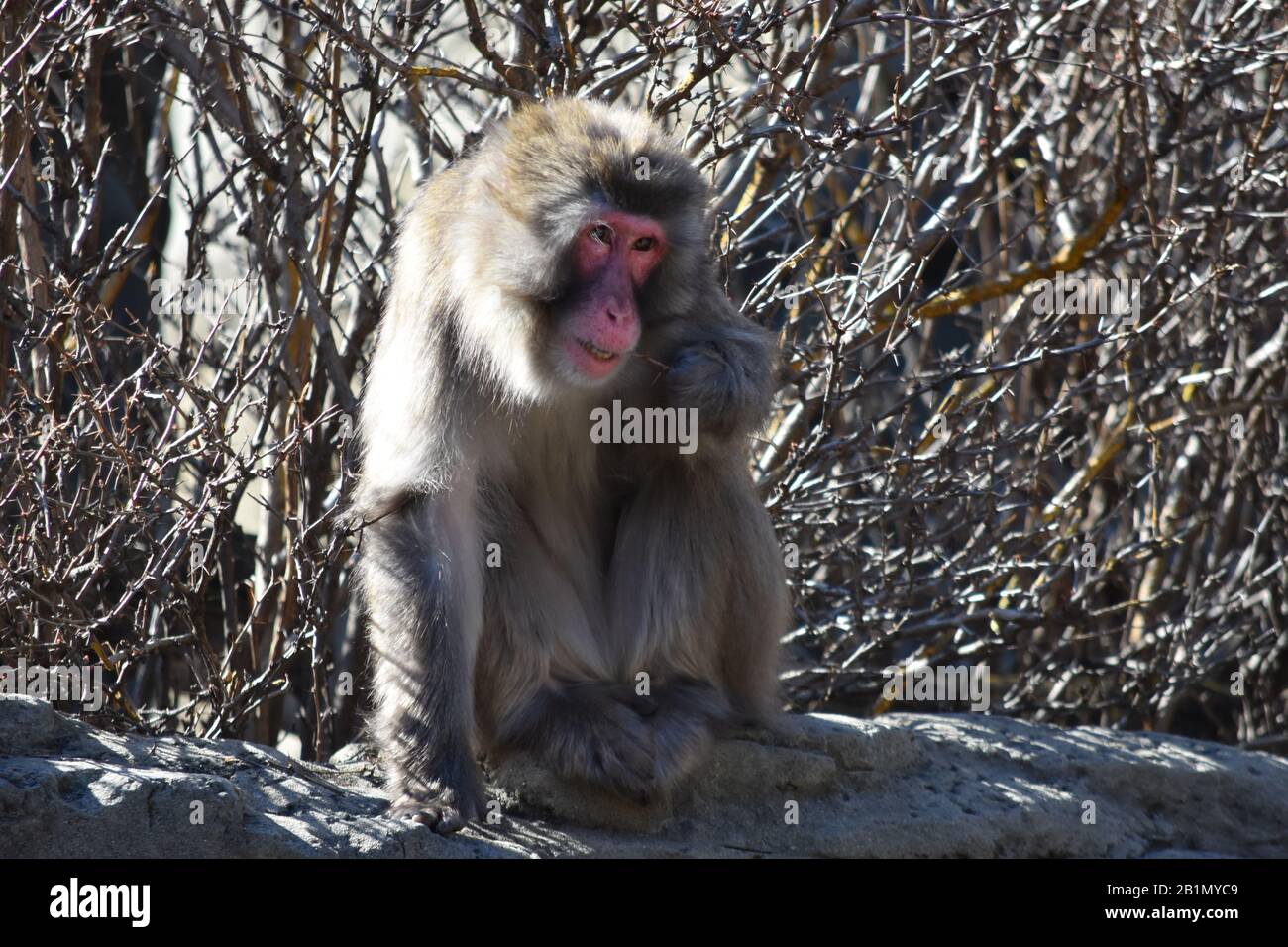 Macaca fuscata teeth hi-res stock photography and images - Alamy