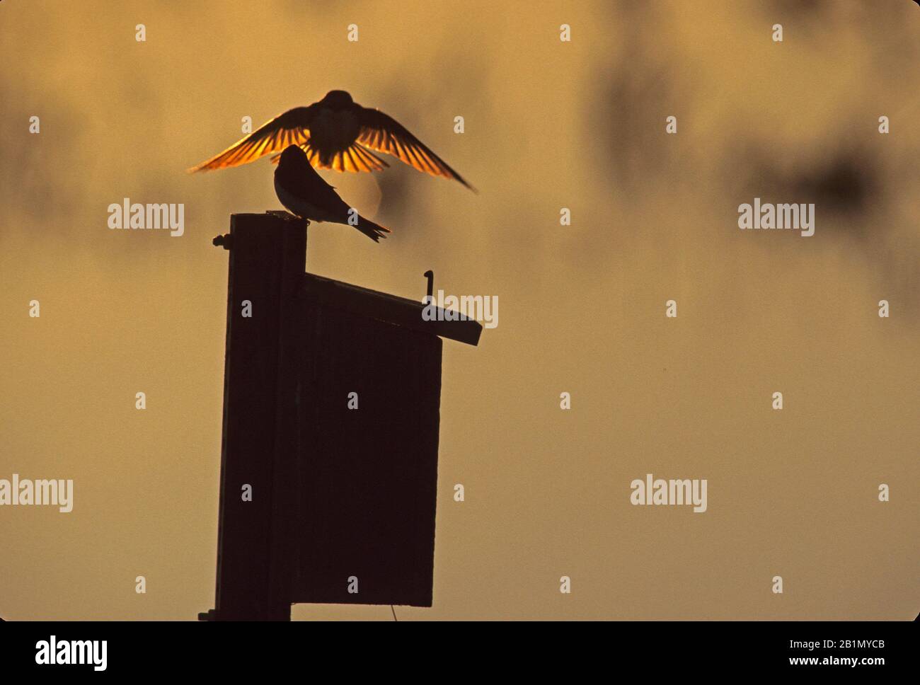 Mating tree swallows hi-res stock photography and images - Alamy