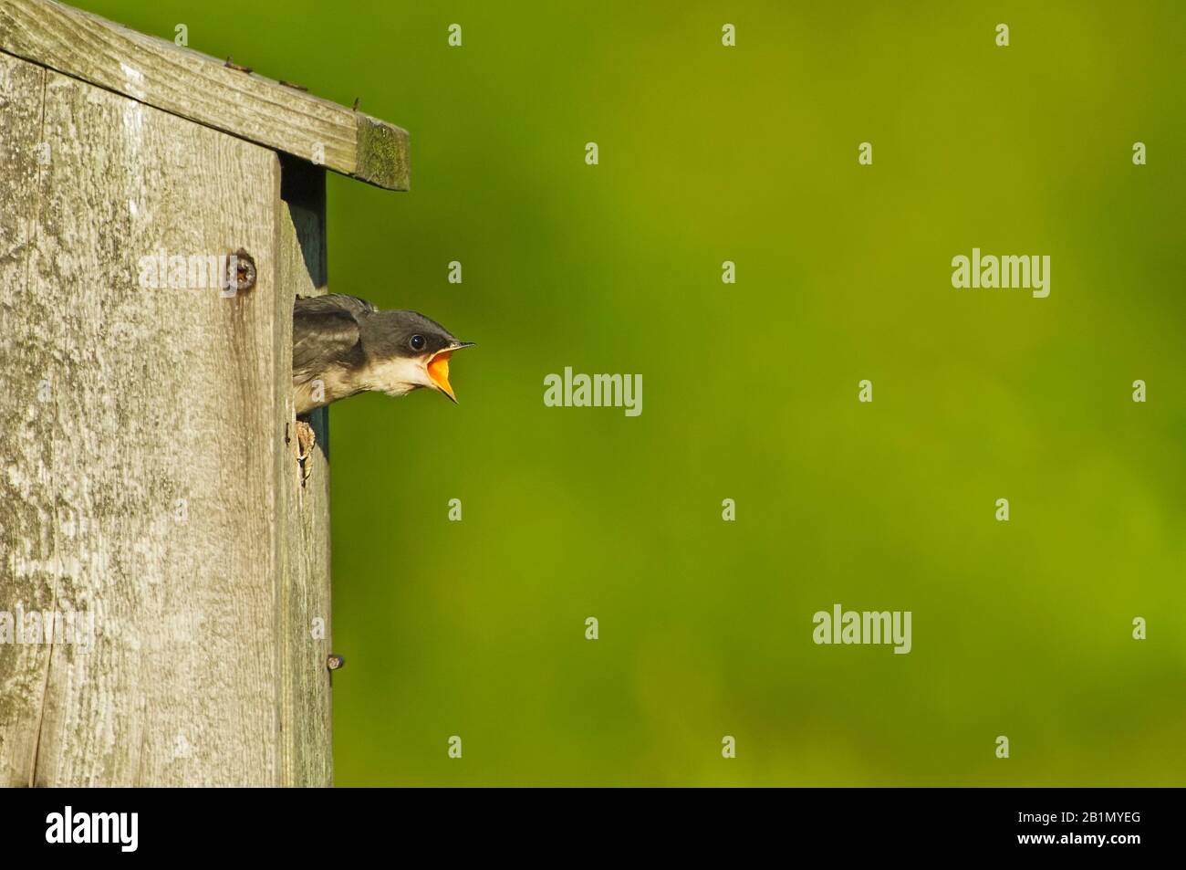 Begging box hi-res stock photography and images - Alamy