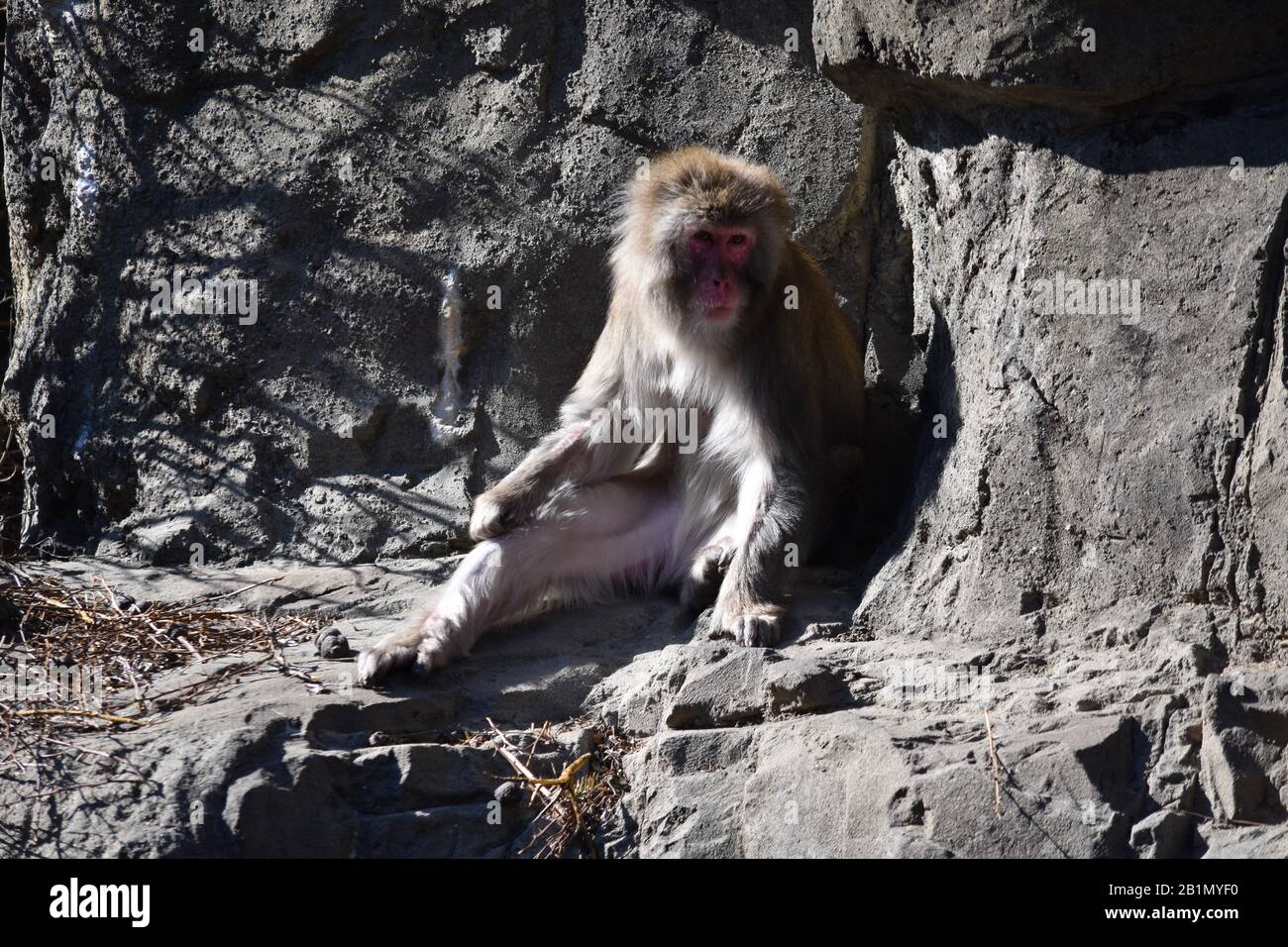 Snow monkey central park zoo hi-res stock photography and images - Alamy