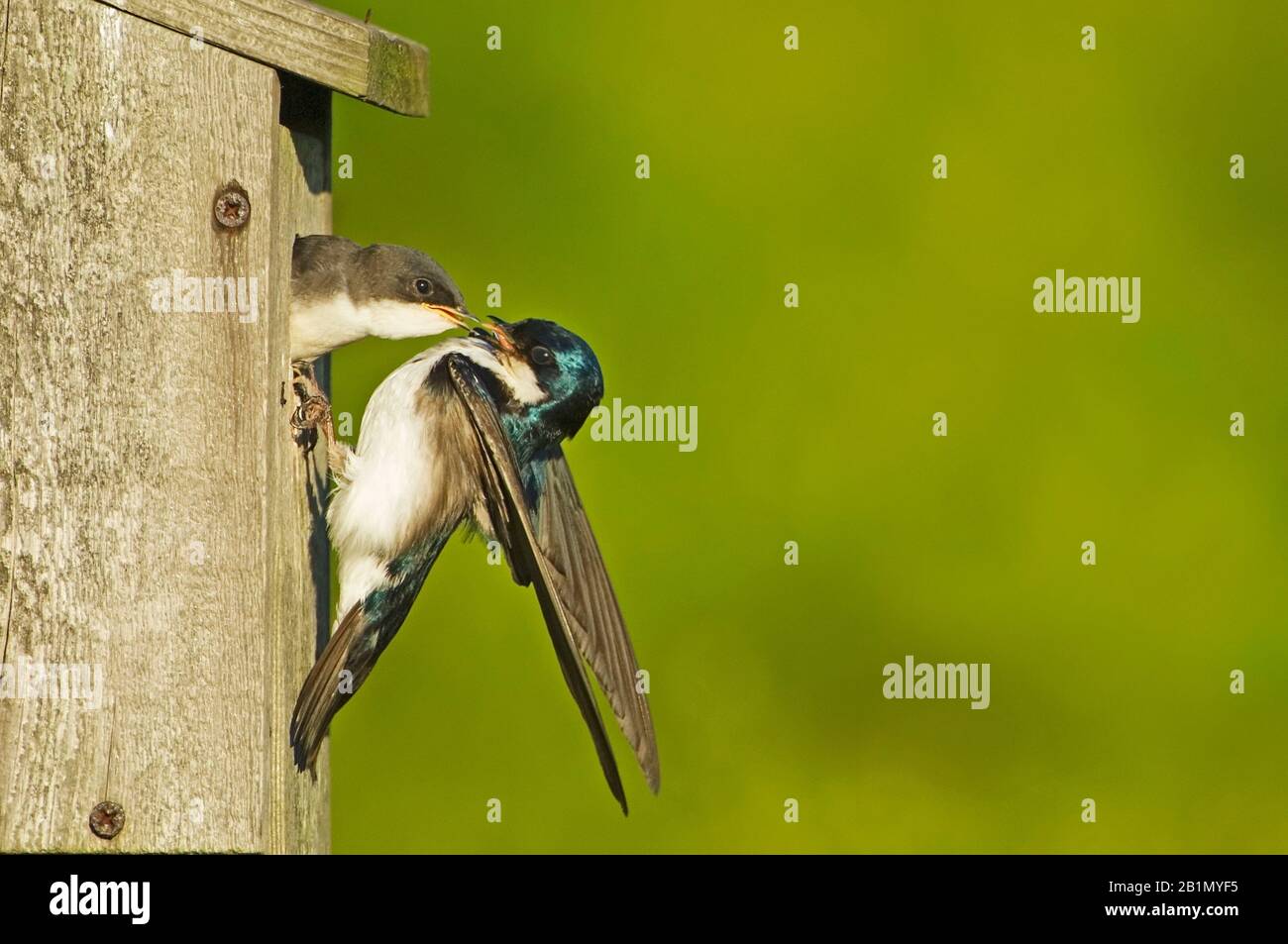 Adult tree swallow feeding nestling Stock Photo - Alamy