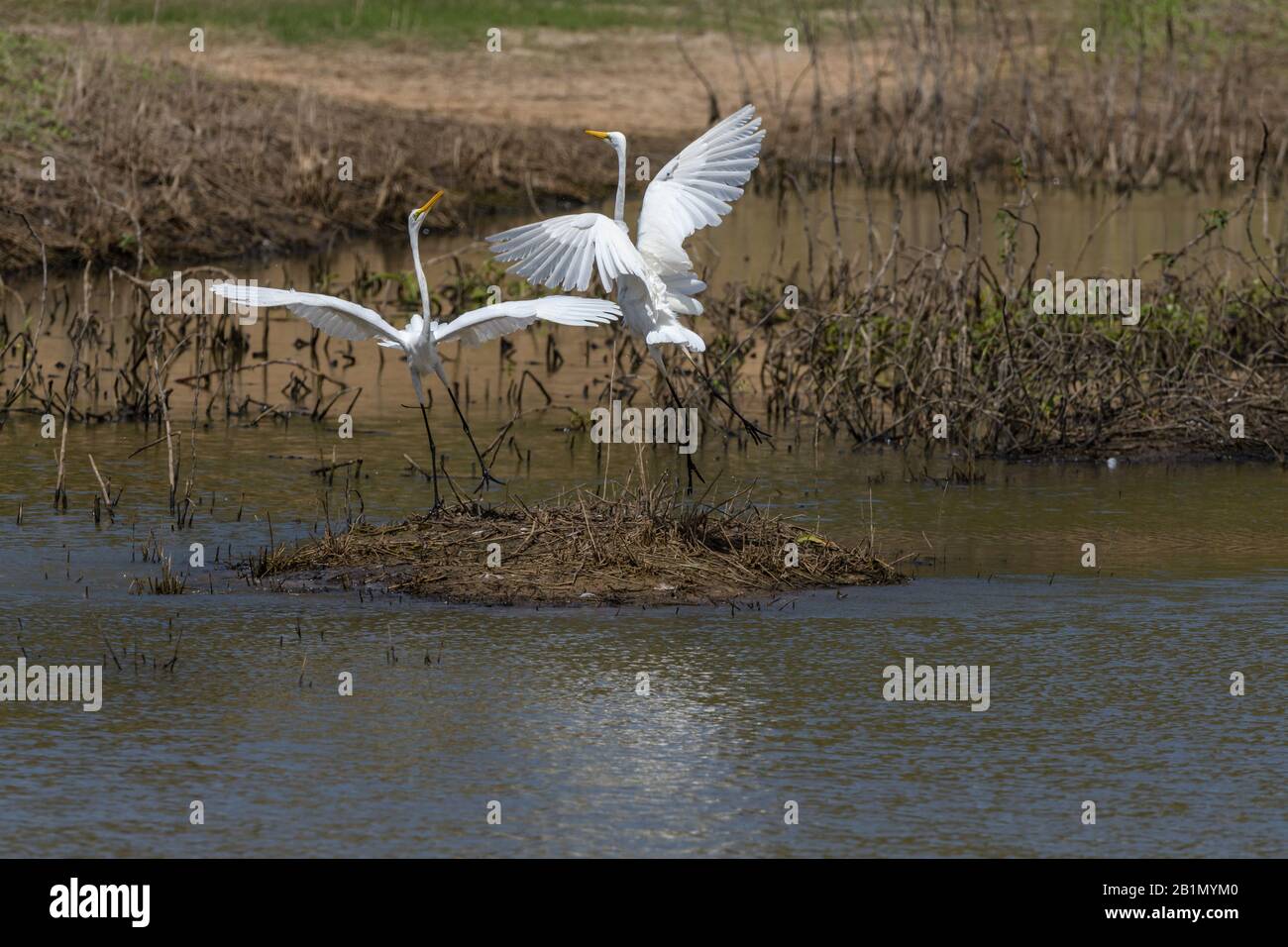 Townsville birdlife hi-res stock photography and images - Alamy