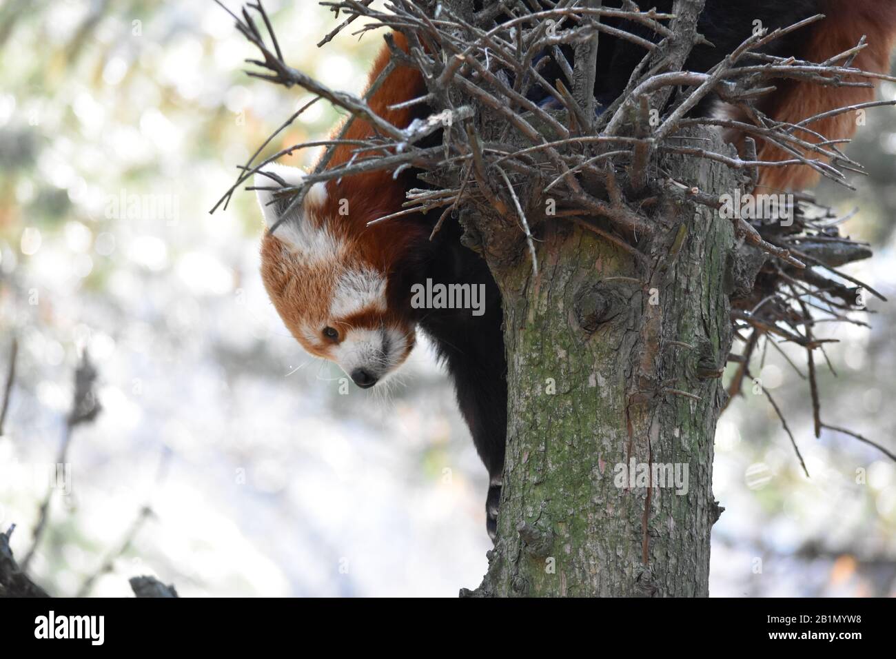 Red panda side view hi-res stock photography and images - Alamy