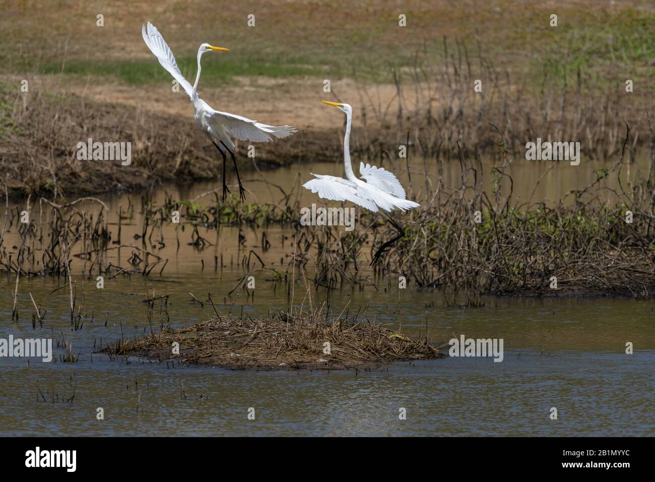 Two Great egrets in a jousting display over dominance and feeding ...