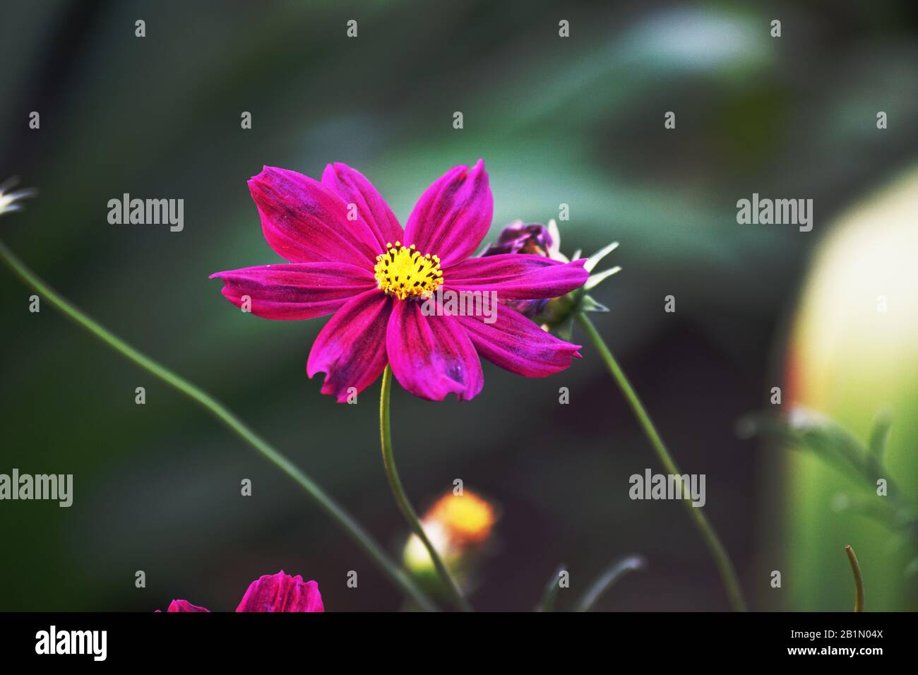 Side close up view of bright pink Cosmos bipinnatus also called Garden ...