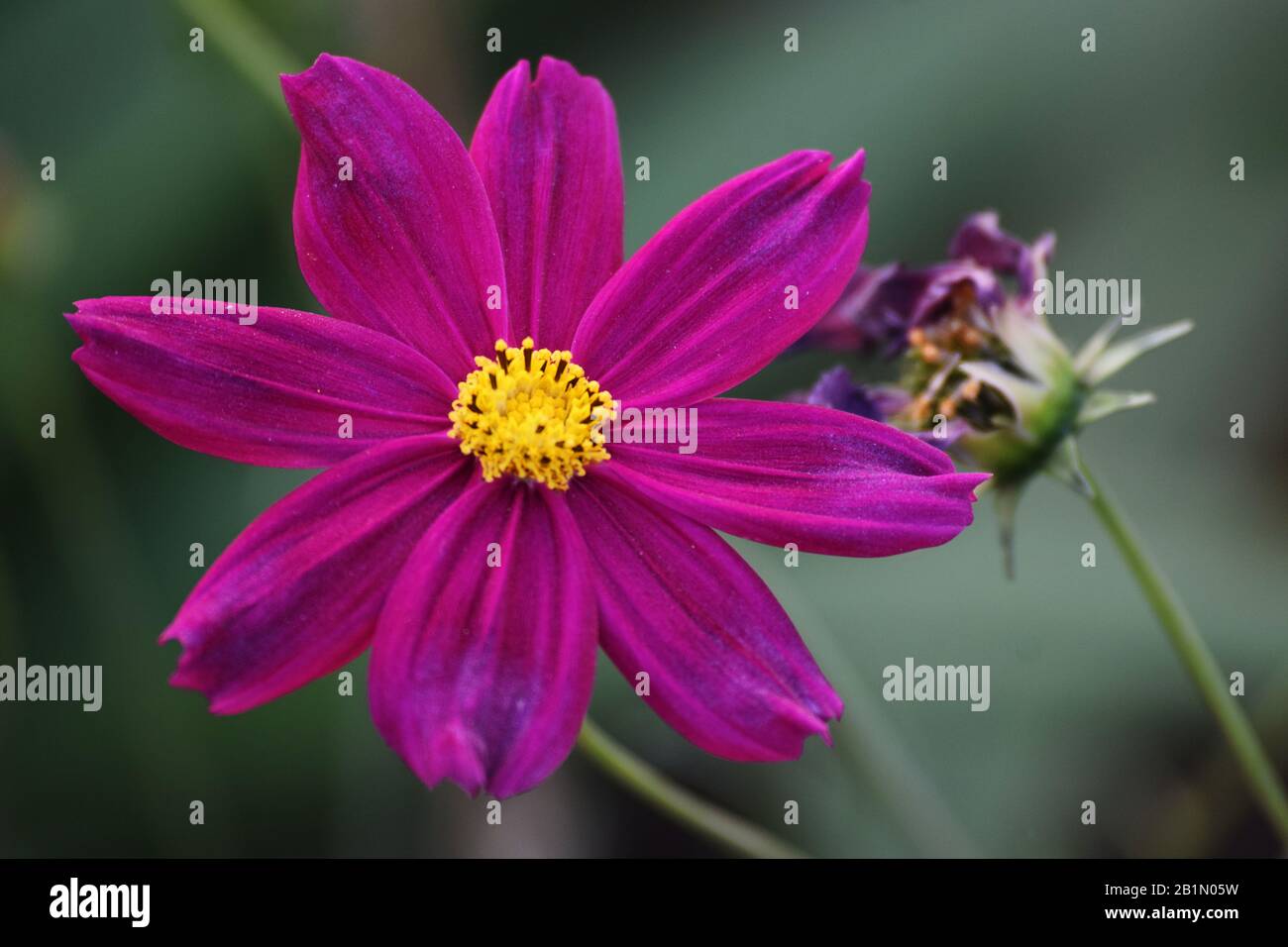 Close up of Cosmos bipinnatus also called Garden cosmos or Mexican ...