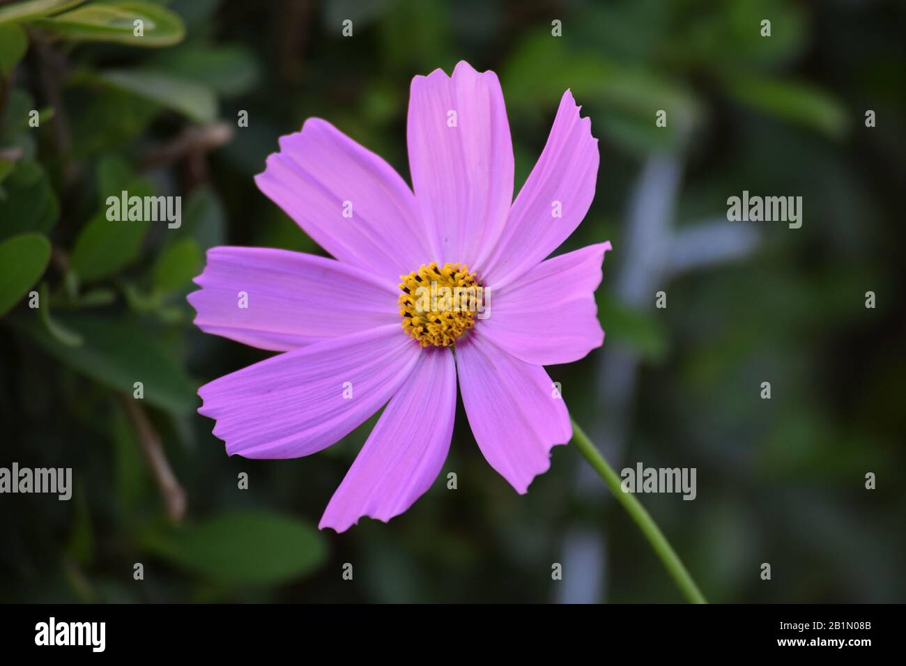 Pale pink cosmos hi-res stock photography and images - Alamy