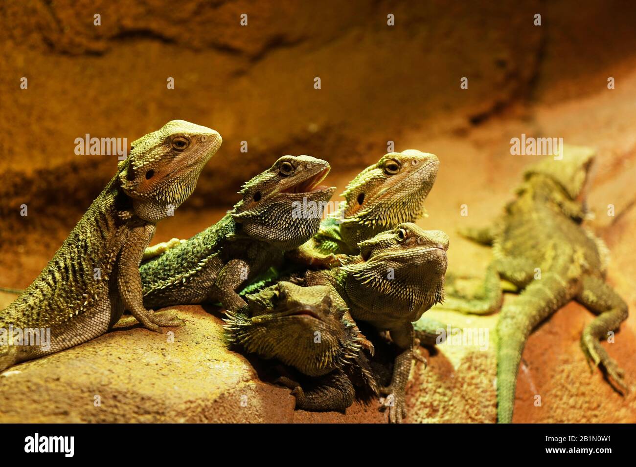 The oriental garden lizard, eastern garden lizard, bloodsucker or ...