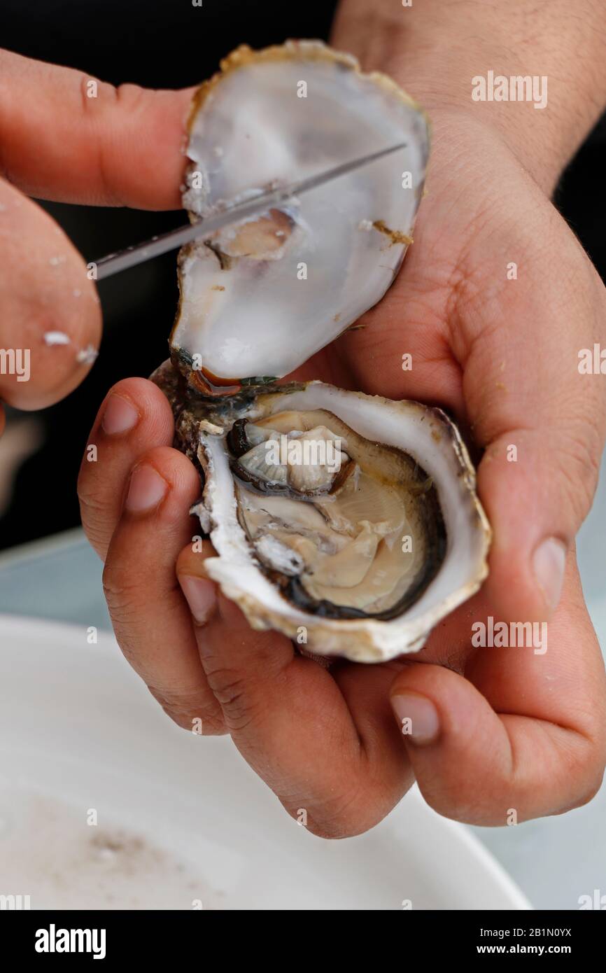 Alive Oysters With Pearls