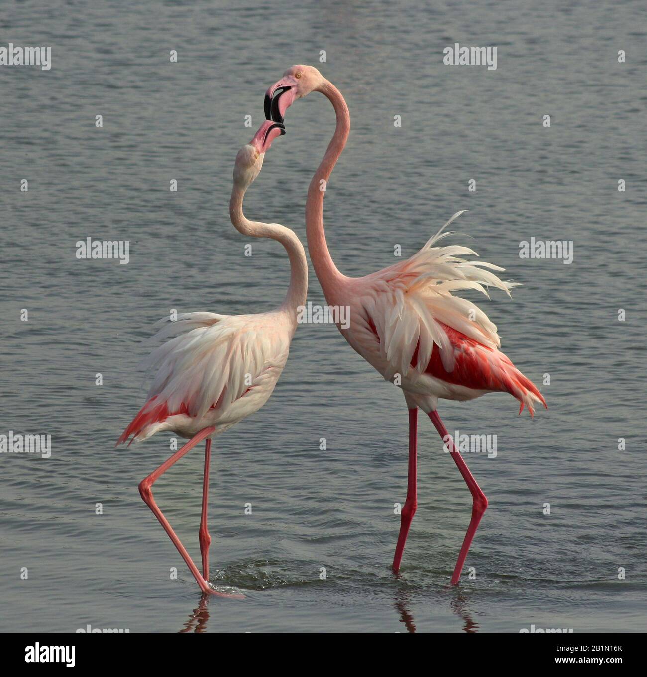 Flamingo pair hi-res stock photography and images - Alamy