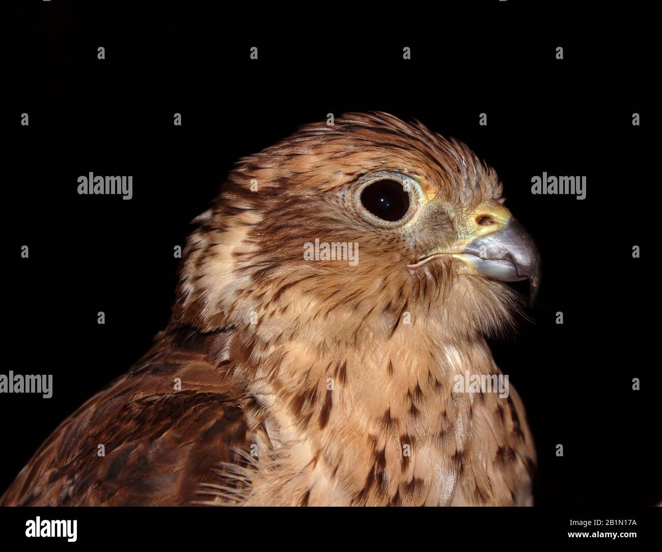 falcon close up shot with black background at night in Arabian desert ...